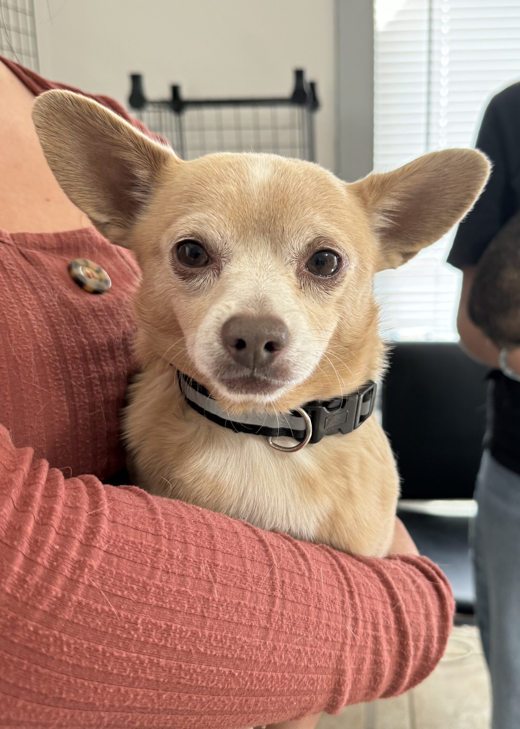 Dogs Needing Fosters – Saving Great Animals