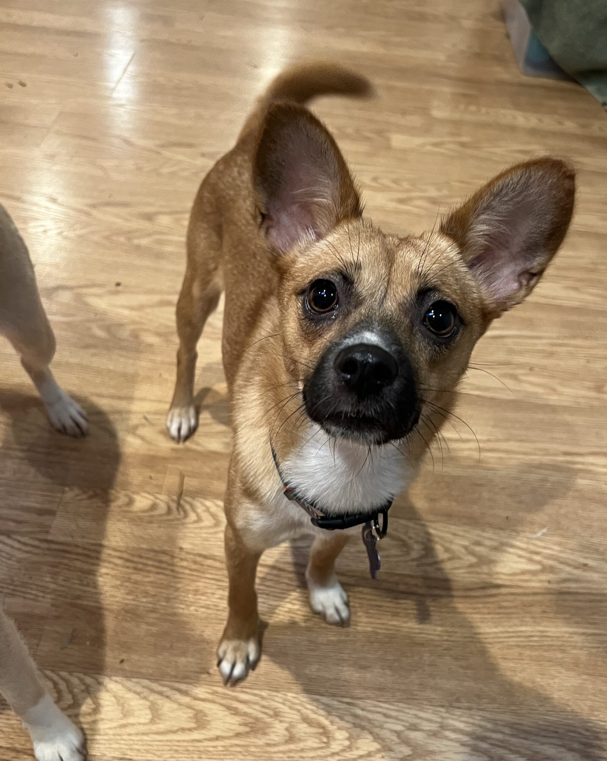 Dogs Needing Fosters – Saving Great Animals