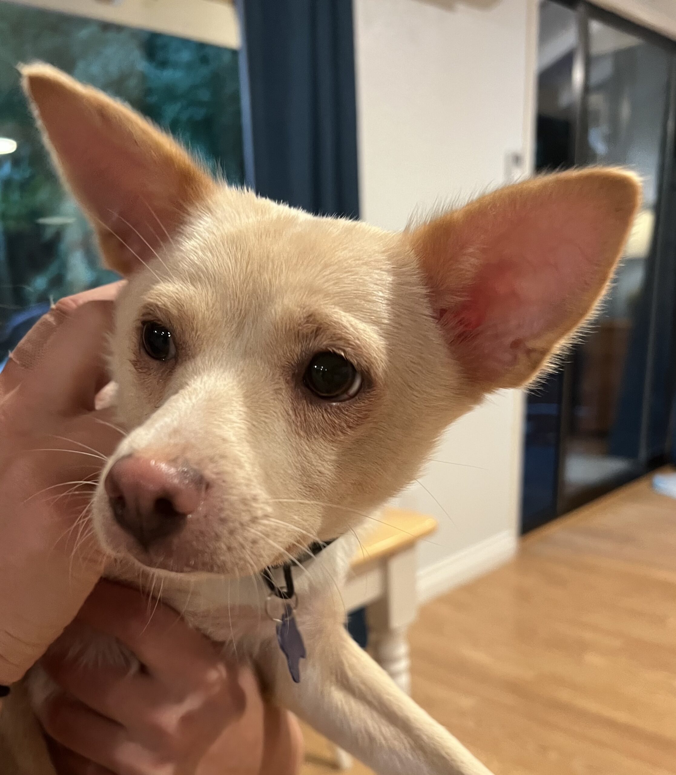 Dogs Needing Fosters – Saving Great Animals