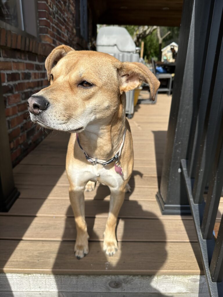 Dogs Needing Fosters – Saving Great Animals