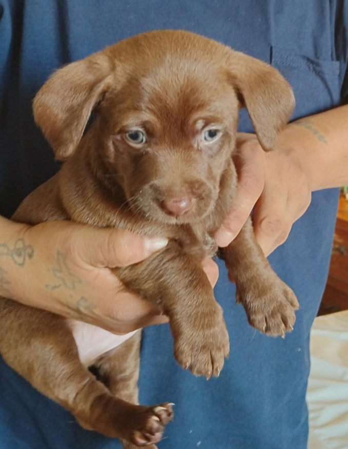 Dogs Needing Fosters – Saving Great Animals